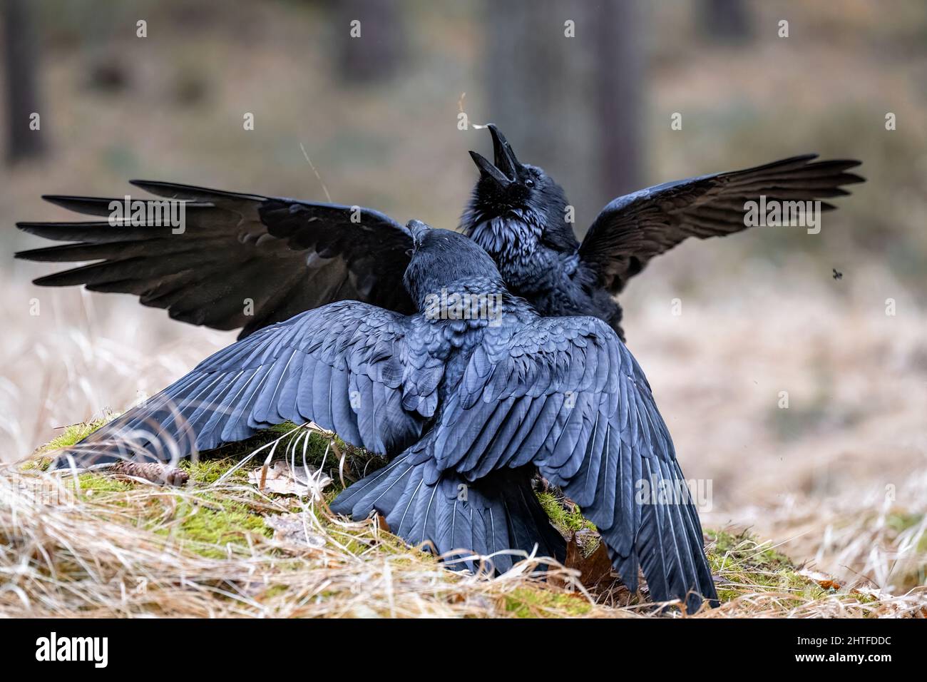 The great raven flies through the forest in search of food Stock Photo ...