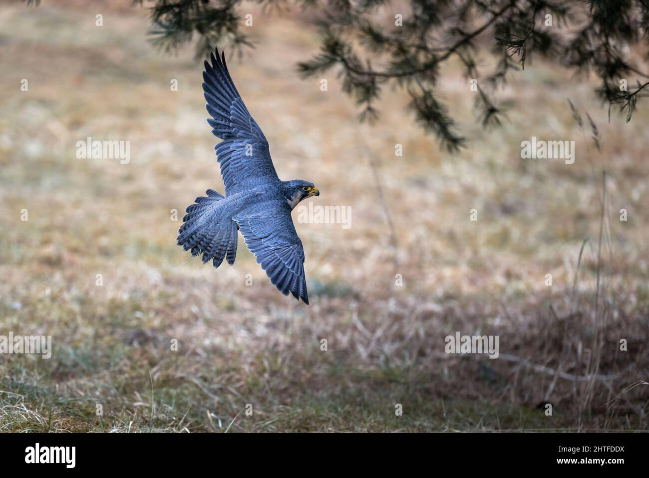 The great raven flies through the forest in search of food Stock Photo ...