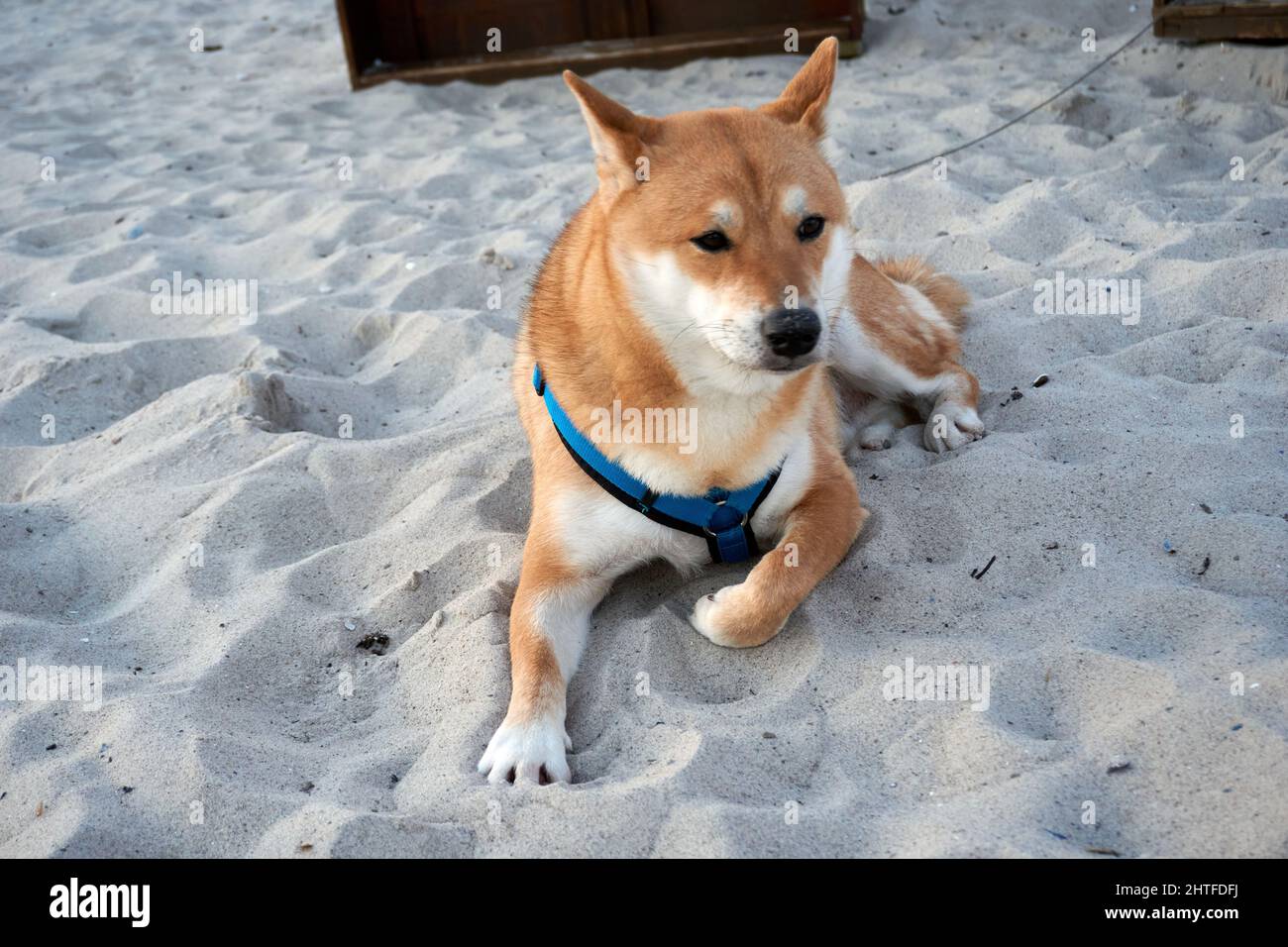 Adorable Shiba Inu dog lying on sand at a beach Stock Photo - Alamy