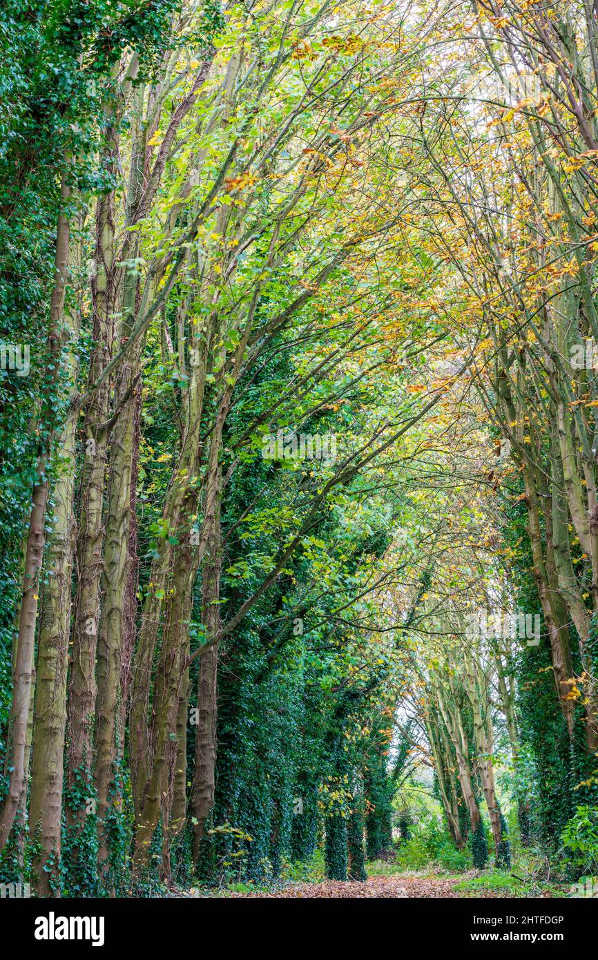 Leave covered rural wide path between two rows of tall trees with ...