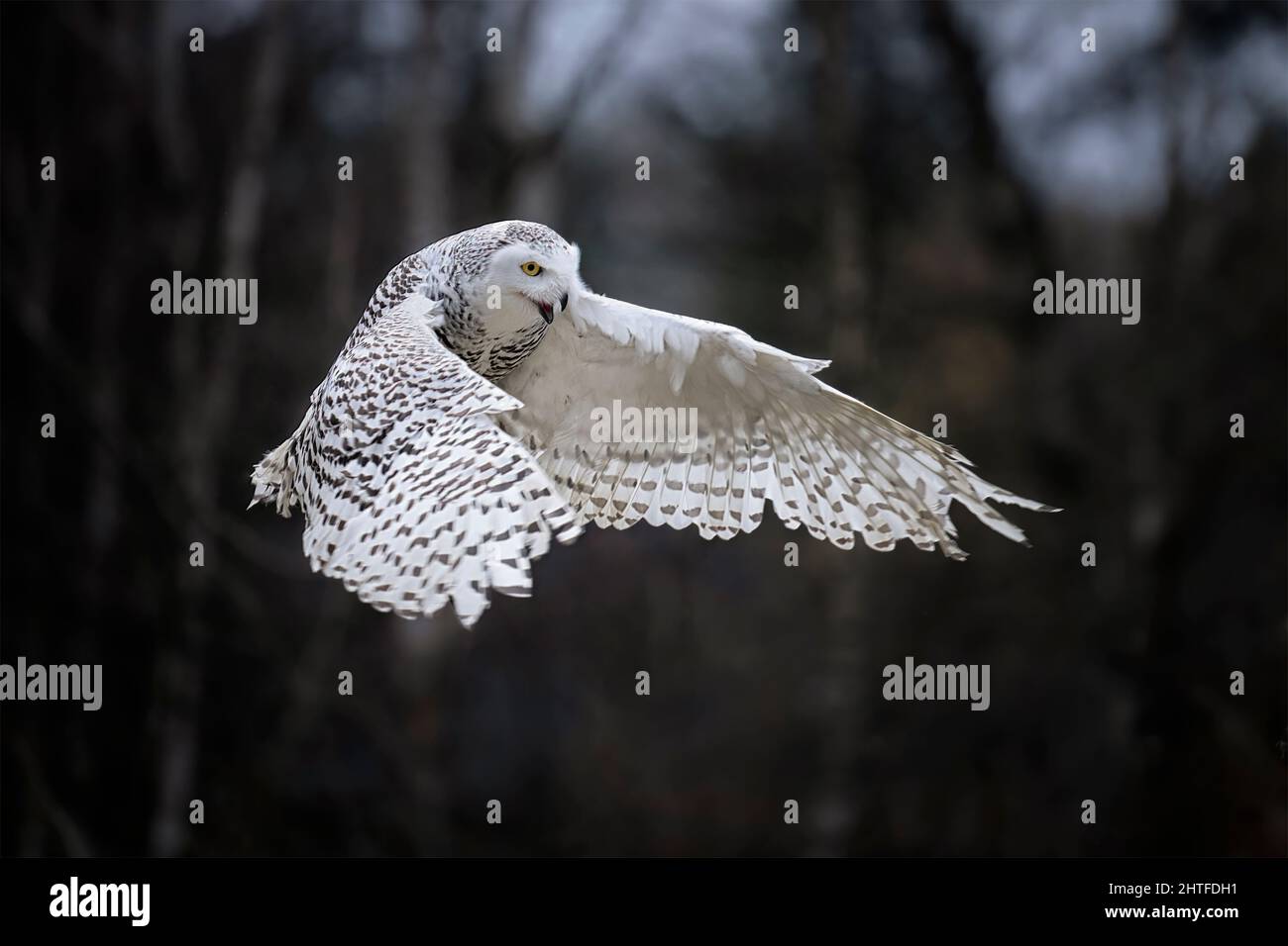 A snowy owl flies in the woods among the trees Stock Photo - Alamy