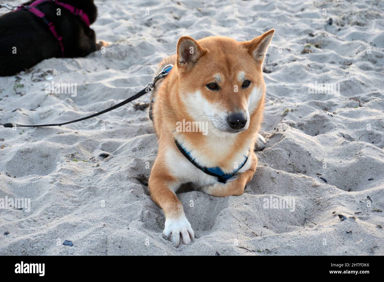 Adorable Shiba Inu dog lying on sand at a beach Stock Photo - Alamy