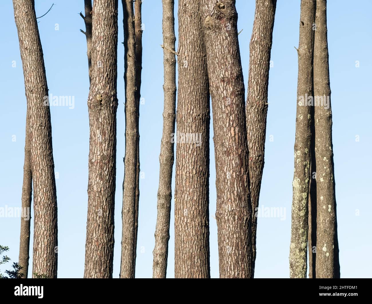 Radiata pine isolated hi-res stock photography and images - Alamy