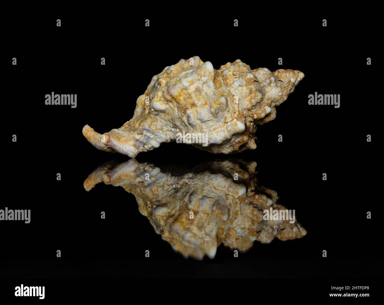 shell with black background Stock Photo - Alamy