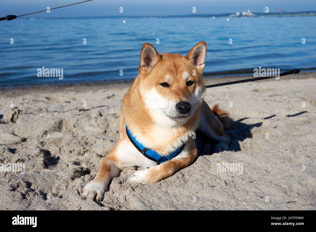 Adorable Shiba Inu dog lying on sand at a beach Stock Photo - Alamy