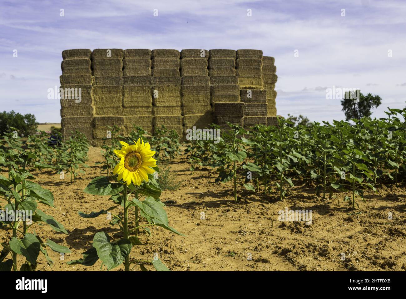 straw bales stacked in a field of sunflowers Stock Photo - Alamy