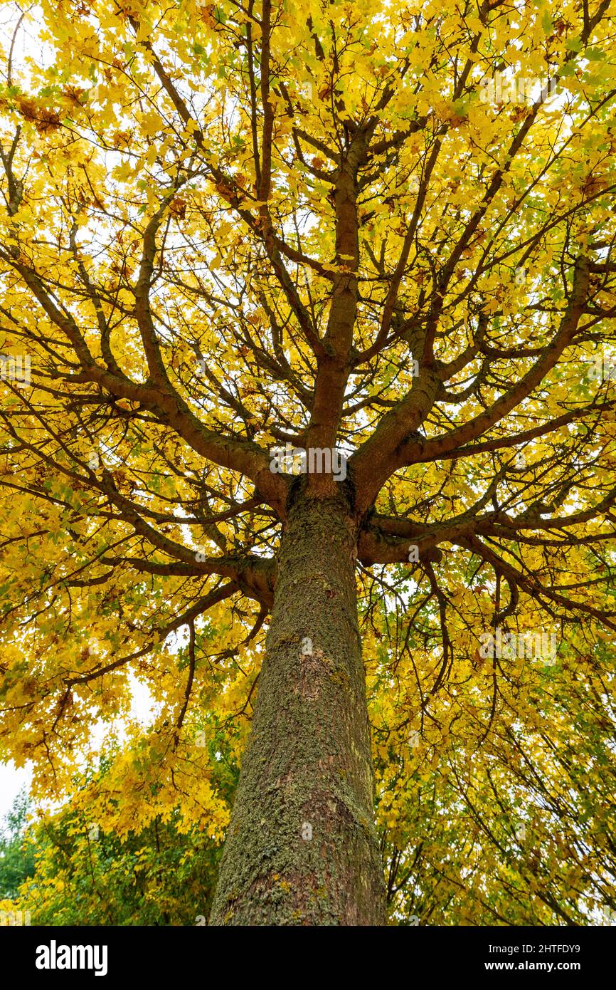 Low angle view looking straight up the tree trunk of a field marple ...