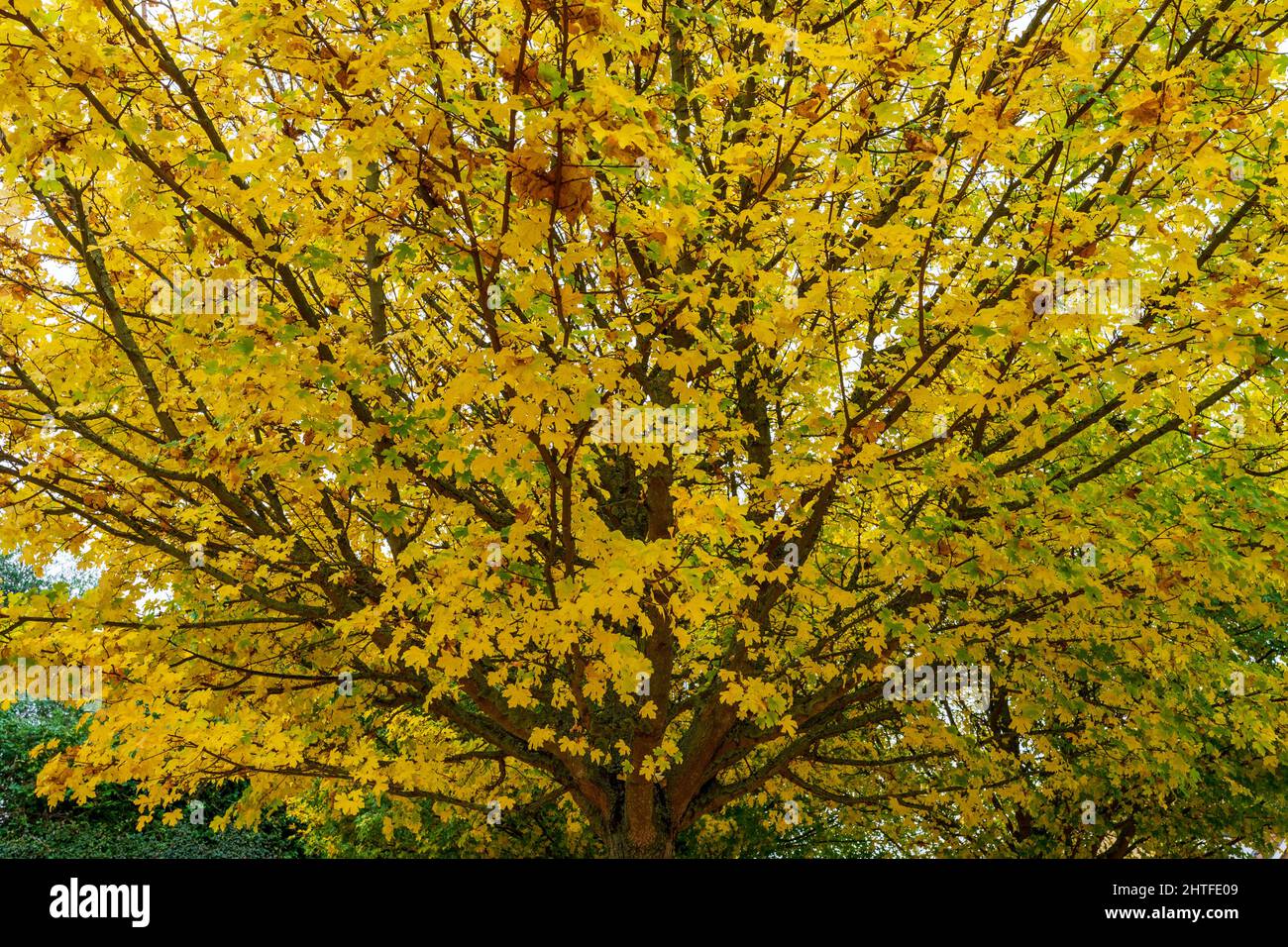 Close up of the tree crown of a field marple tree during the autumn ...