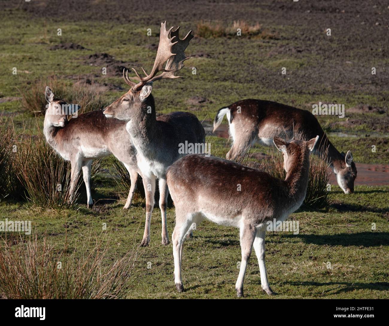 Fallow deer dama male female hi-res stock photography and images - Alamy