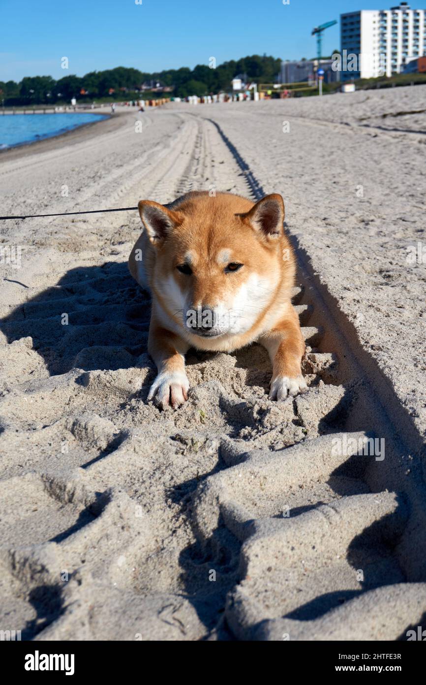 Adorable Shiba Inu dog lying on sand at a beach Stock Photo - Alamy