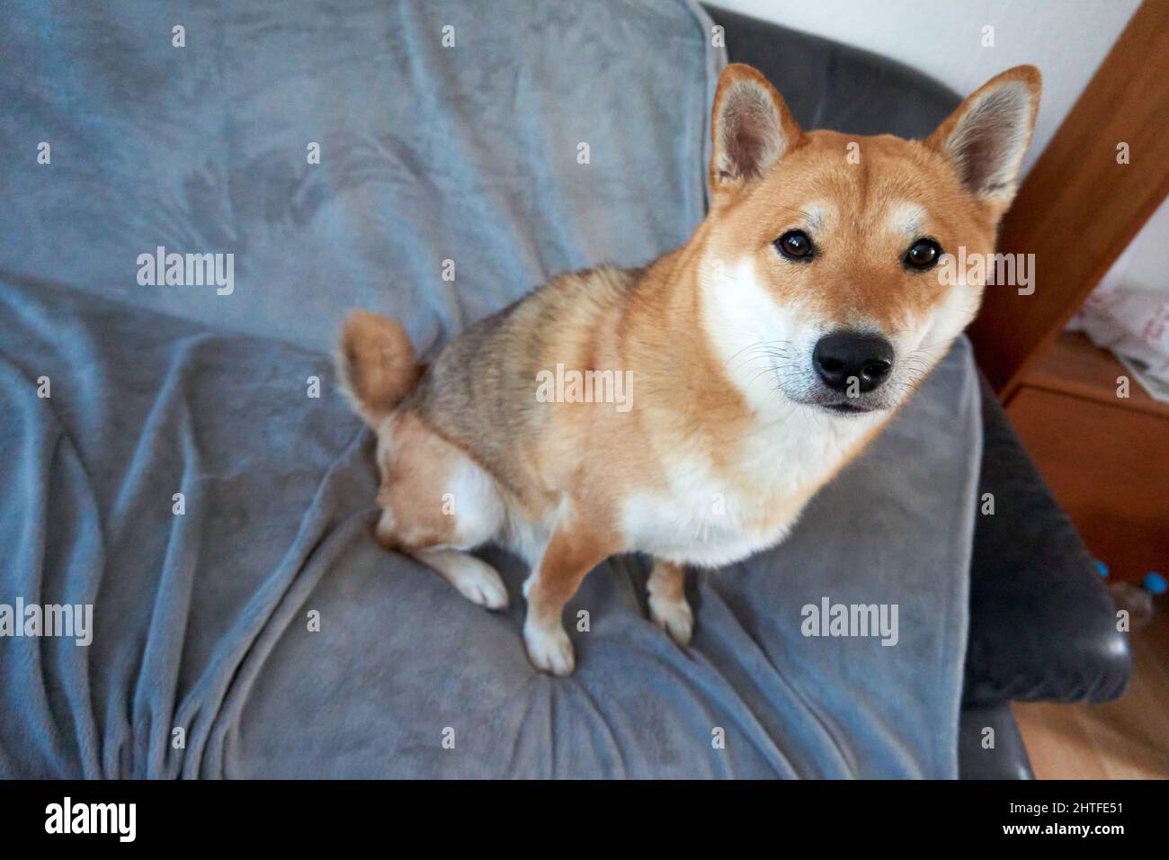 Adorable Shiba Inu sitting on a couch Stock Photo - Alamy