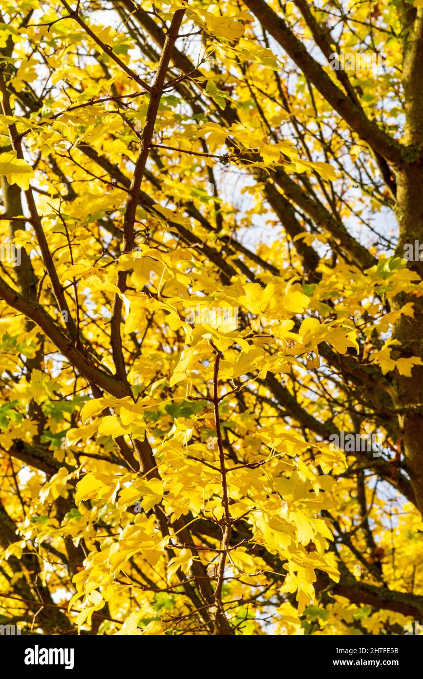 Field marple hi-res stock photography and images - Alamy