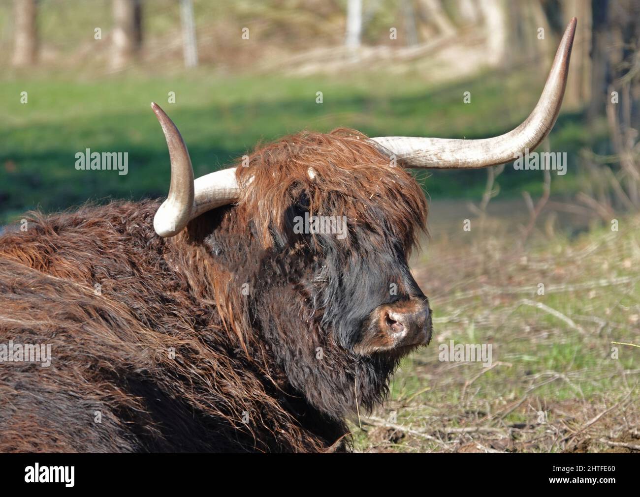 Portrait of a Highland cow or bull. This is a Scottish breed of rustic ...