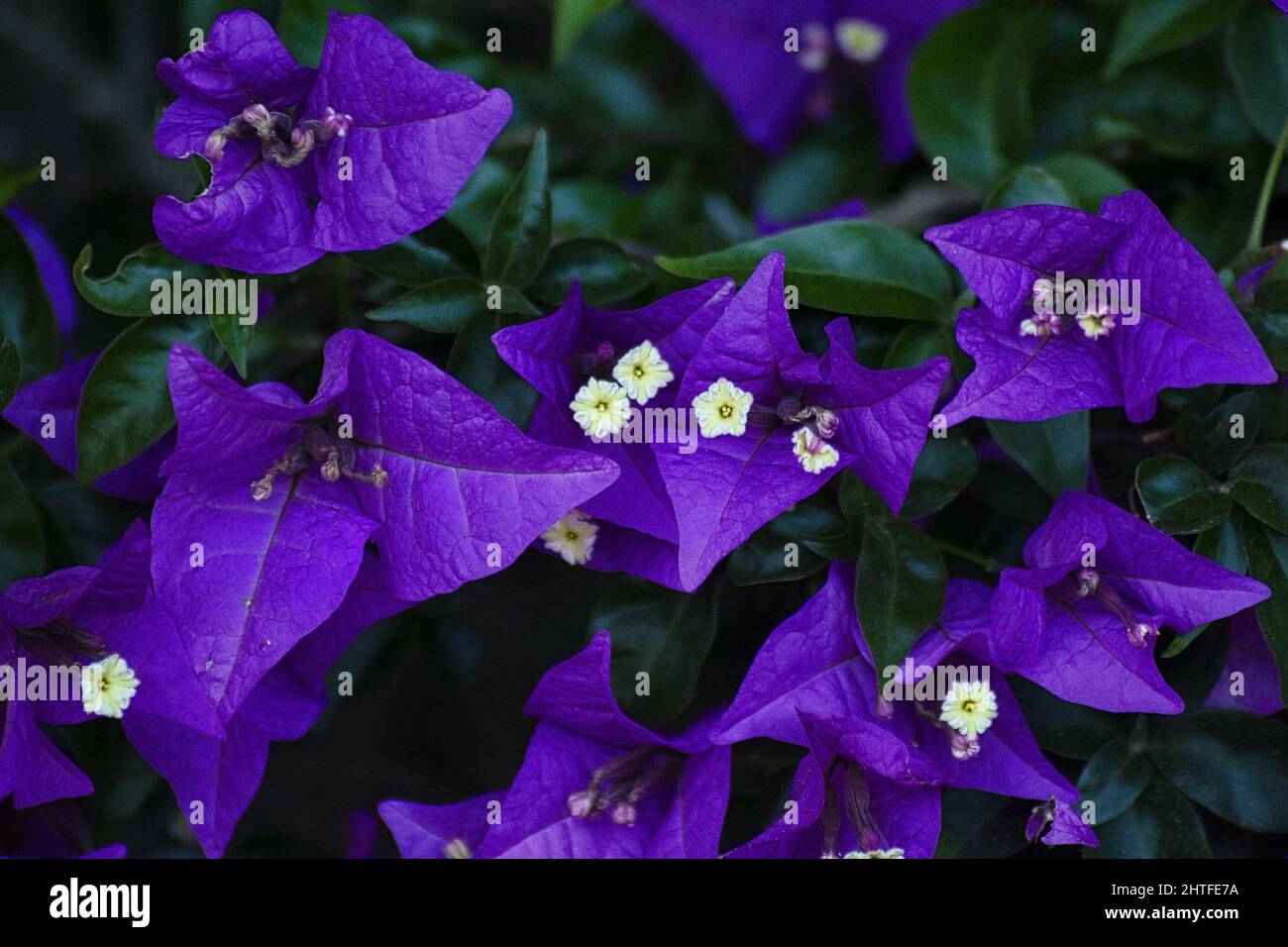 spring explosion of colors Stock Photo - Alamy