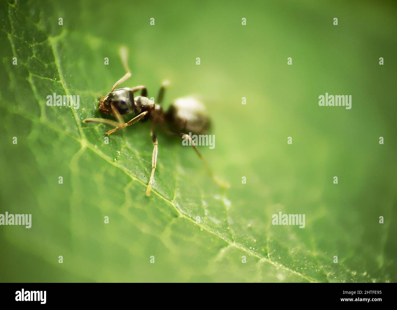 Closeup ant hi-res stock photography and images - Alamy