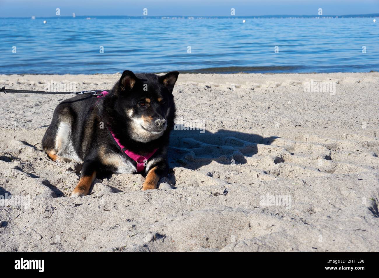 Adorable Shiba Inu dog lying on sand at a beach Stock Photo - Alamy