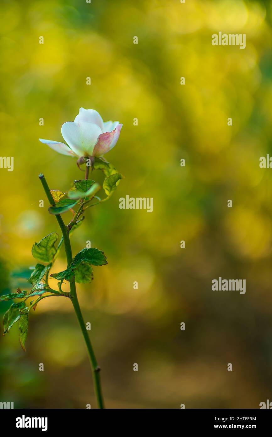 Quote about sunshine,inspirational motivational quotes Stock Photo - Alamy