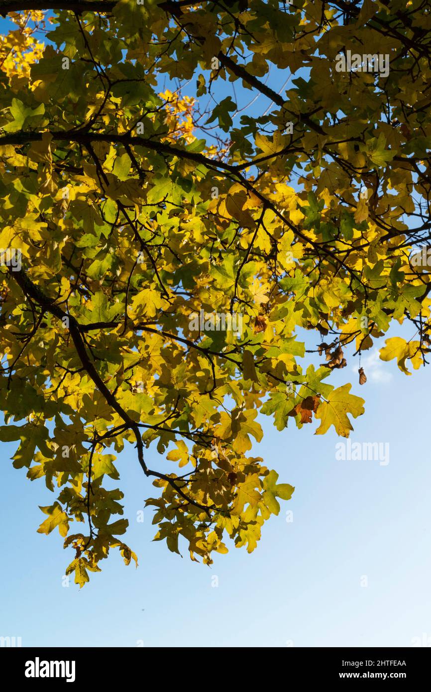 Low angle view looking up into the branches of a field marple tree in ...