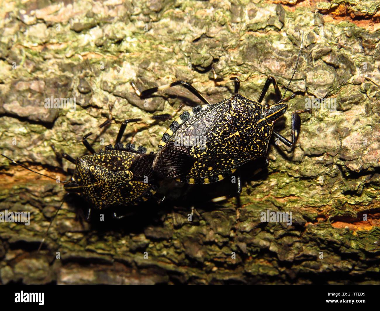 Two big Caucasian ground beetles on a textured surface Stock Photo - Alamy