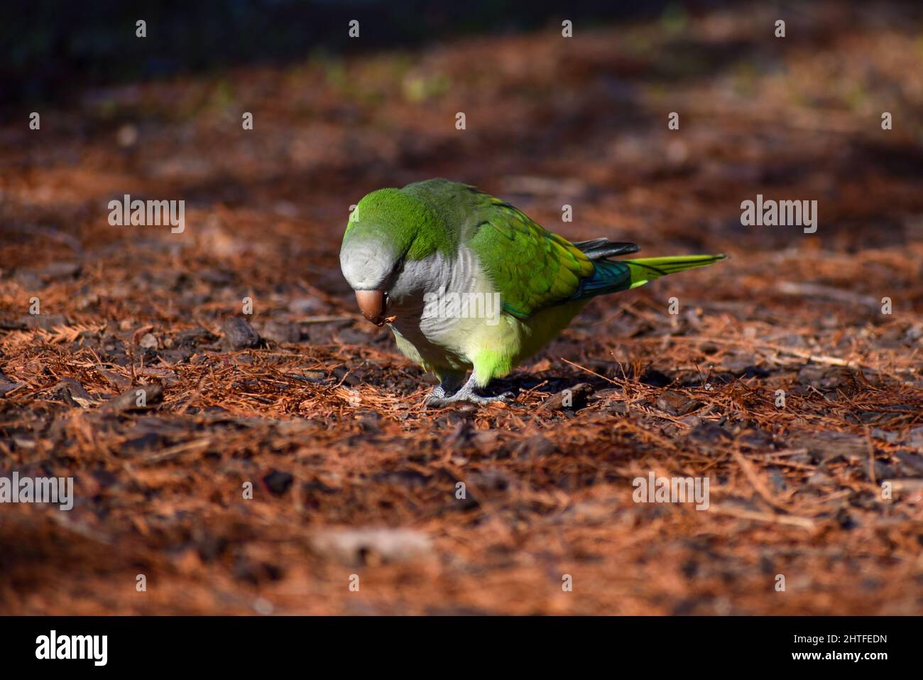 monk parakeet, myiopsitta monachus, or quaker parrot, on the ground ...