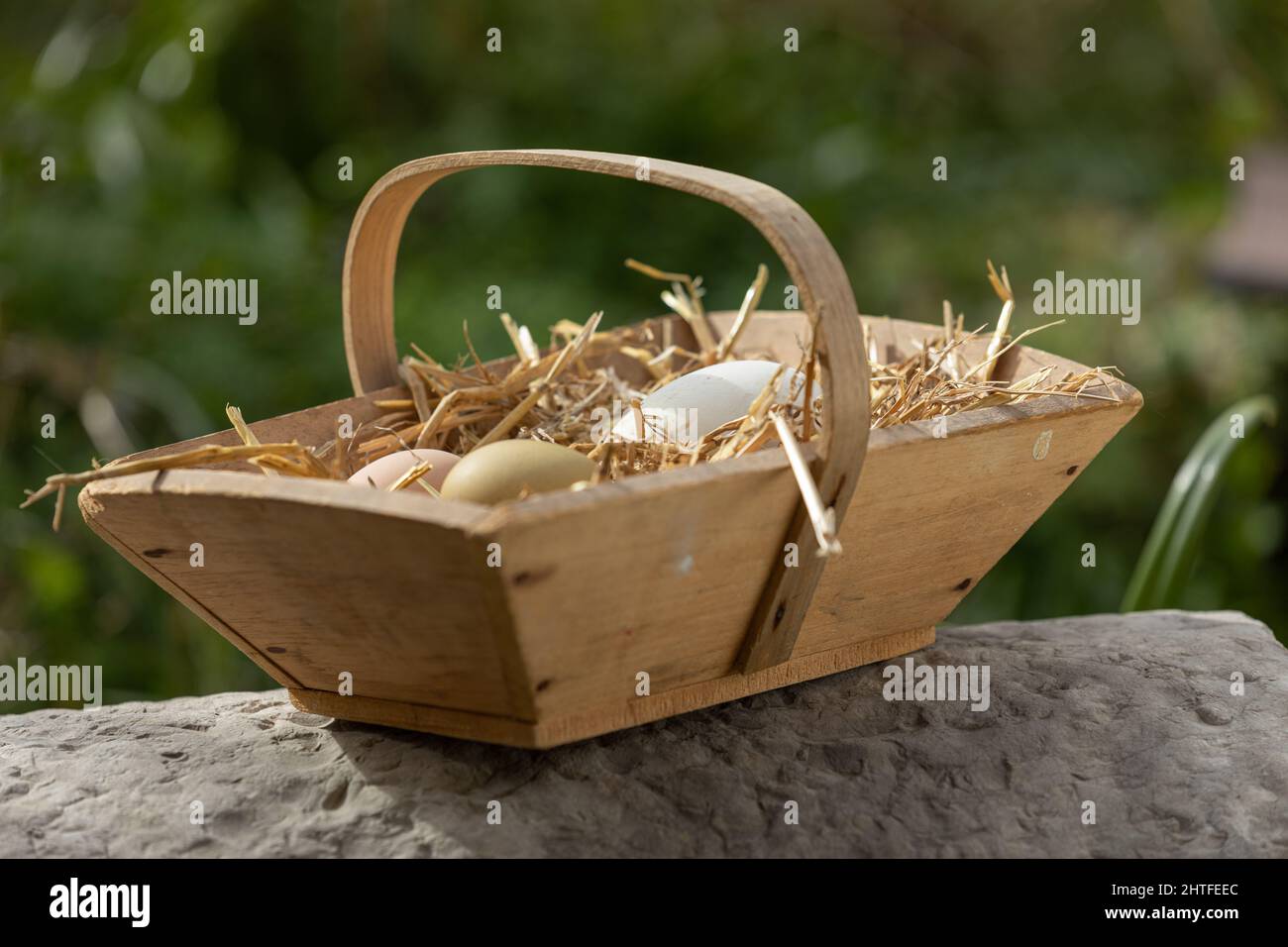 chicken and goose eggs in a basket outside Stock Photo - Alamy