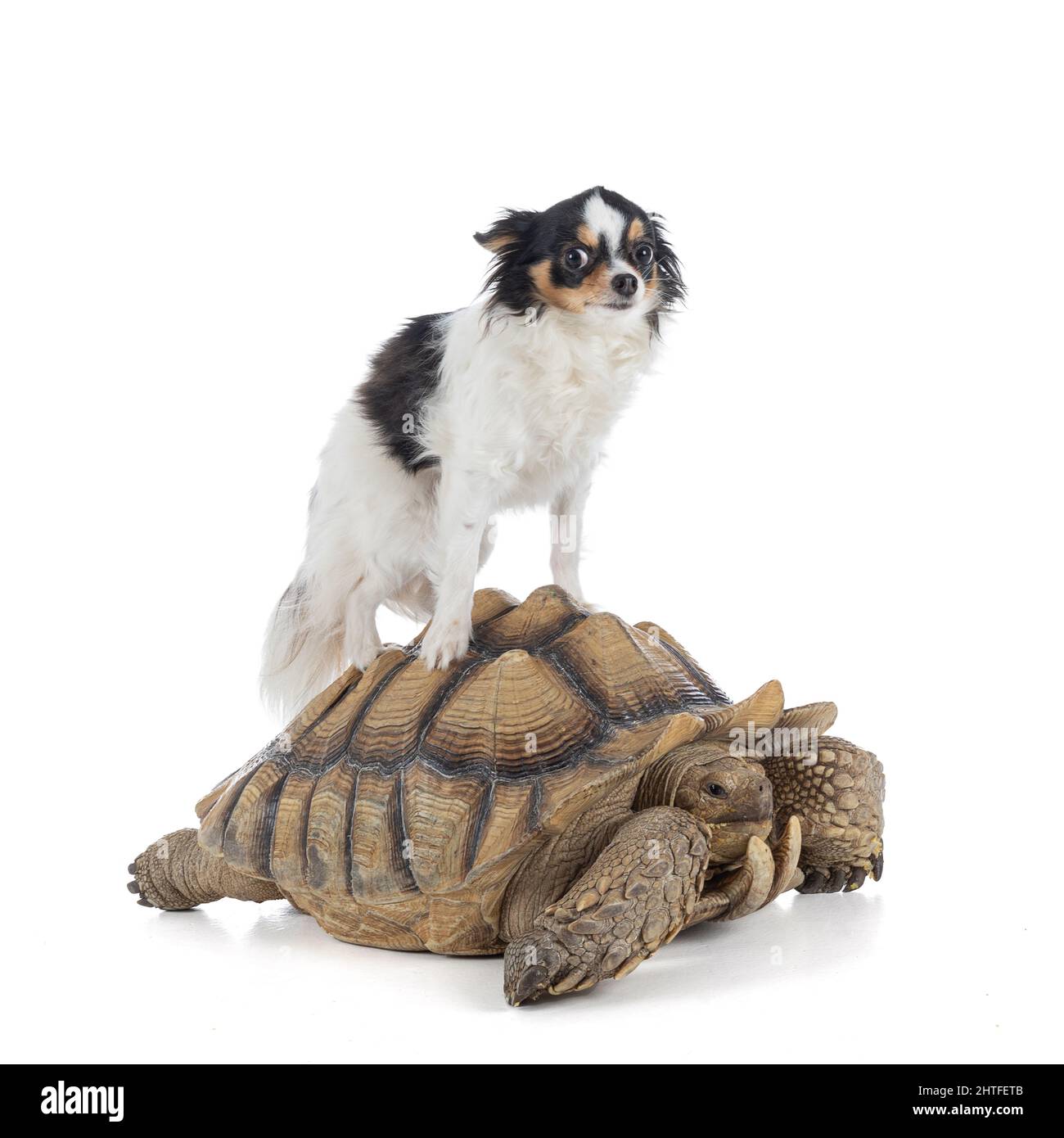 Thirteen year old male ridged turtle or Sulcata with a chihuahua on its ...
