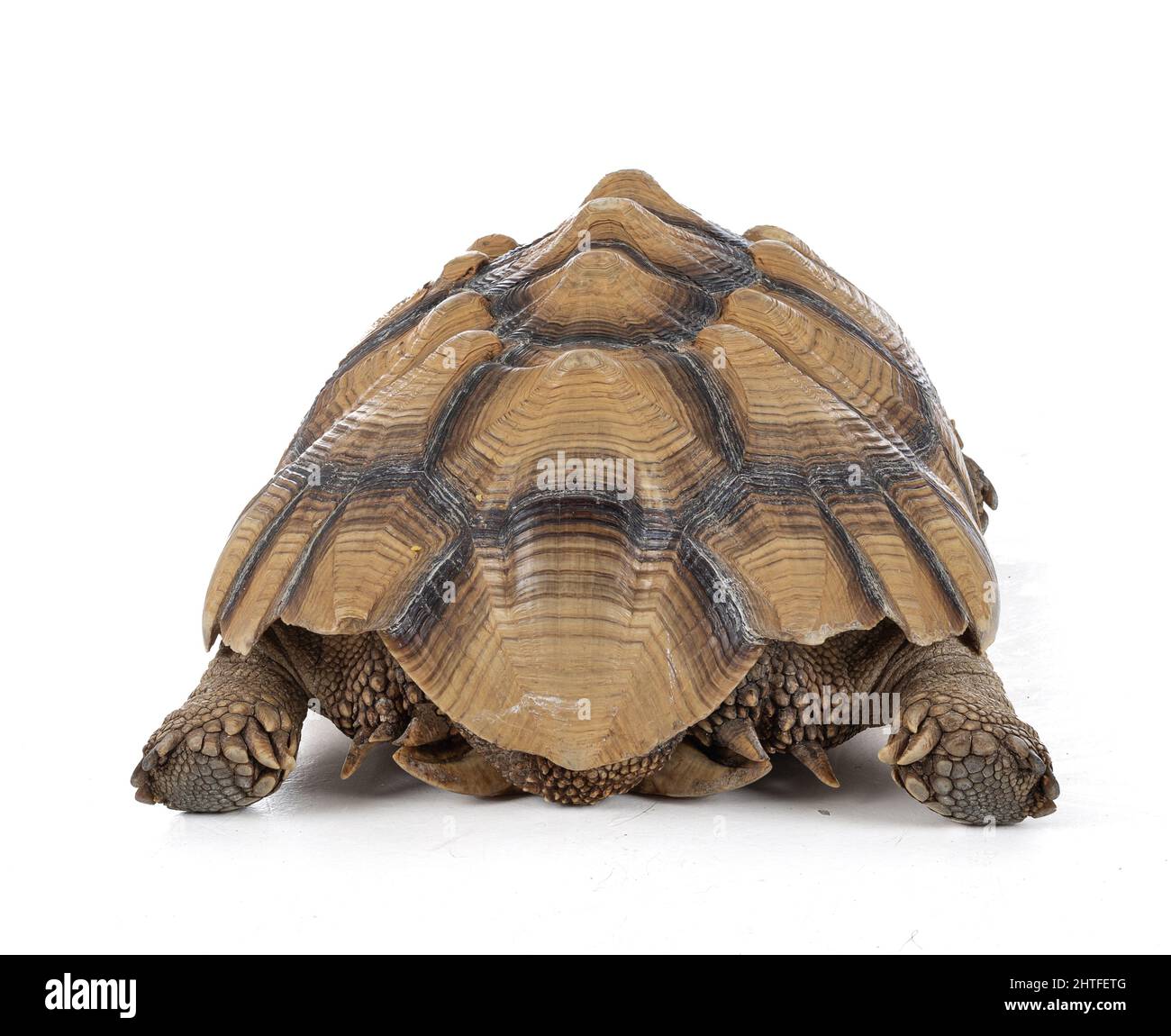 Thirteen year old male ridged turtle or Sulcata back view on white ...