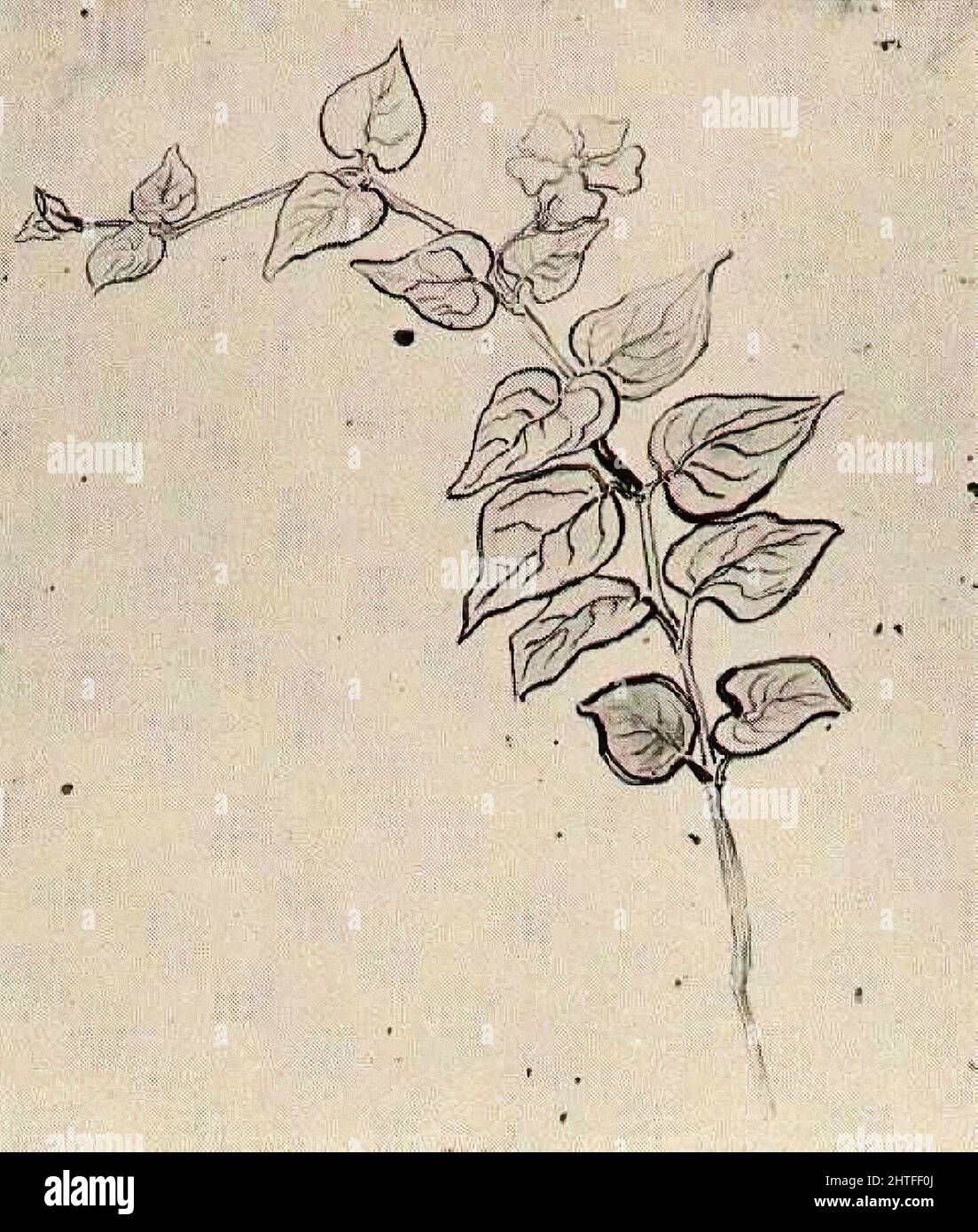 Vincent Van Gogh - Branch with Leaves Stock Photo - Alamy
