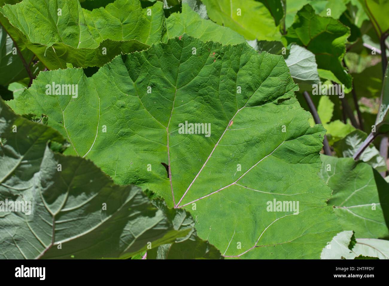 Butterbur in close up Stock Photo - Alamy