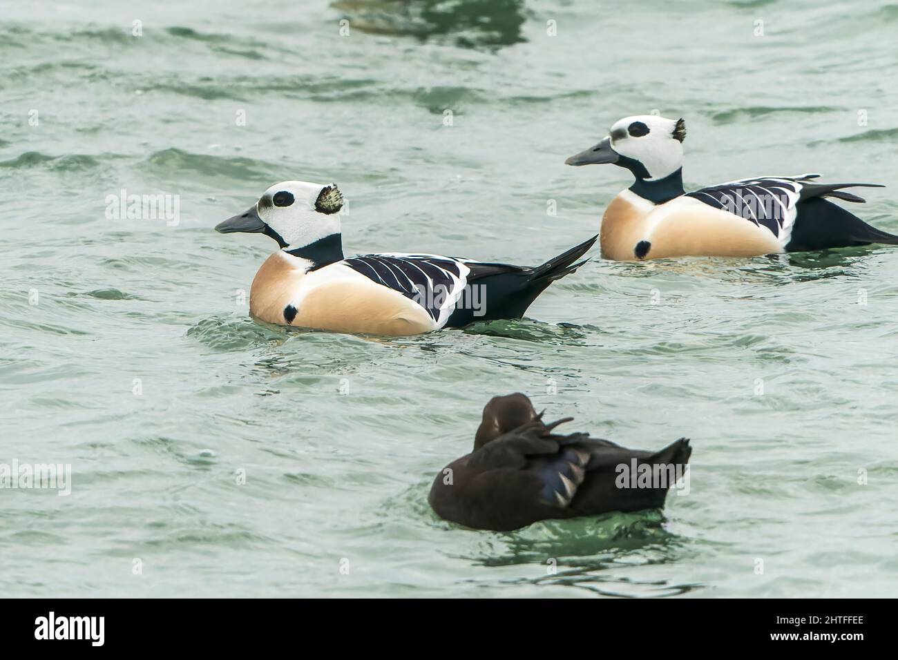 Spectacled Eider Flock
