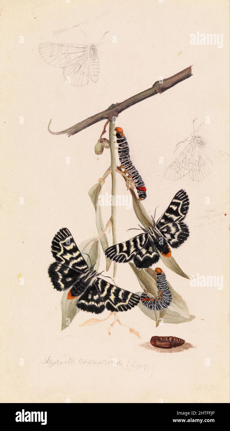 Arthur bartholomew vine moth hi-res stock photography and images - Alamy