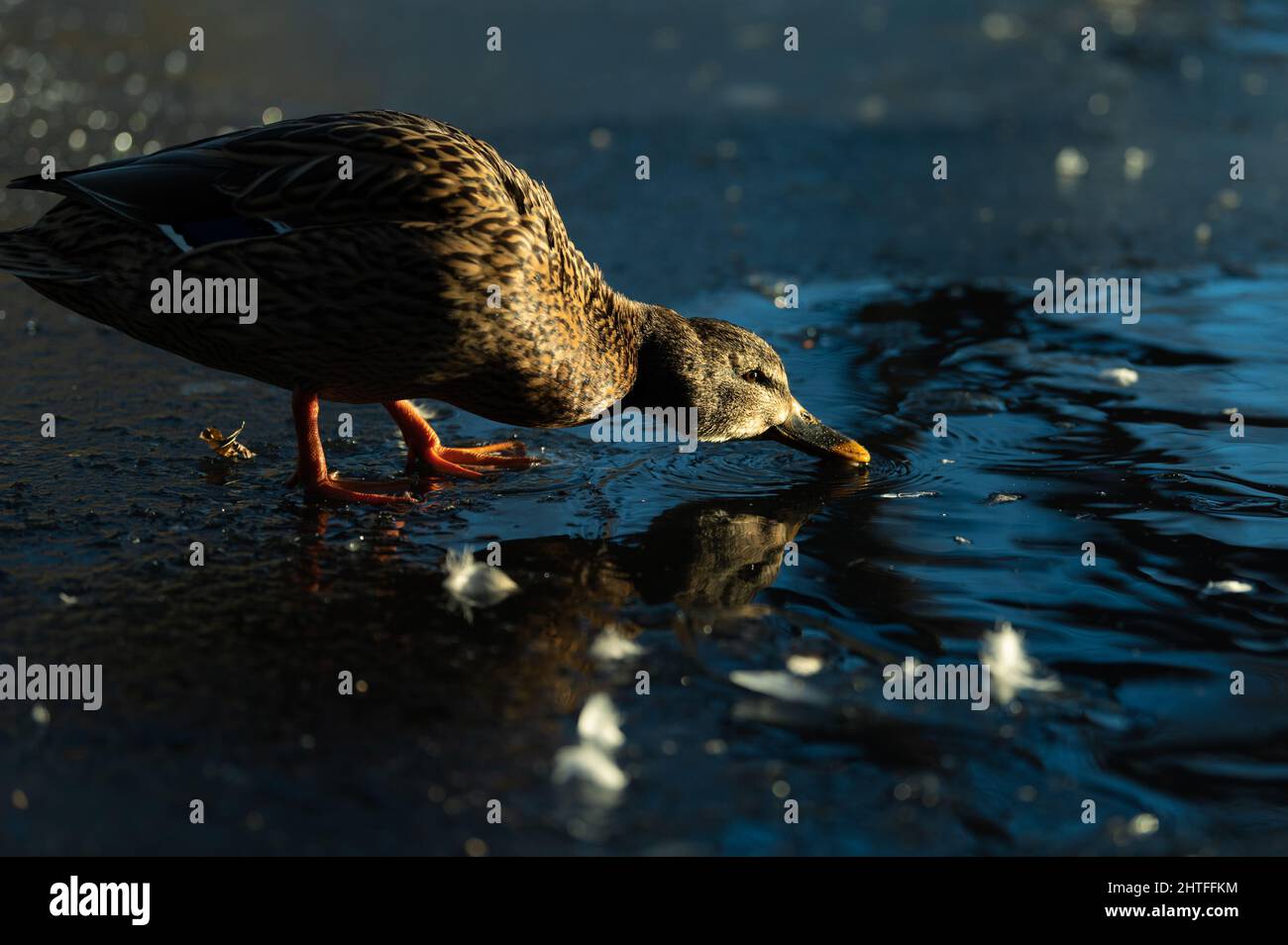 Closeup of a cute duck drinking water from a lake Stock Photo - Alamy