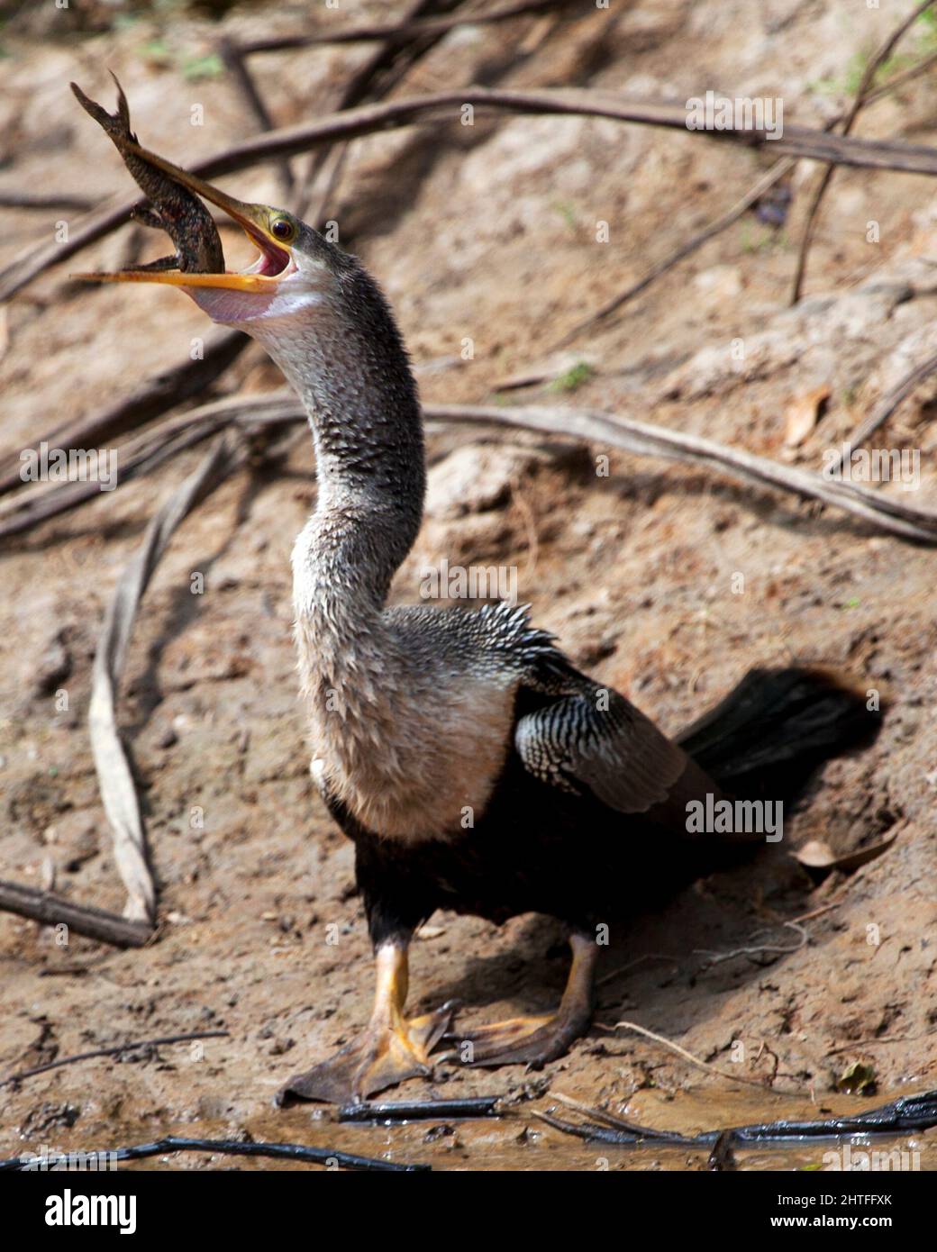 Closeup portrait of Anhinga Snakebird (Anhinga anhinga) hunting with ...
