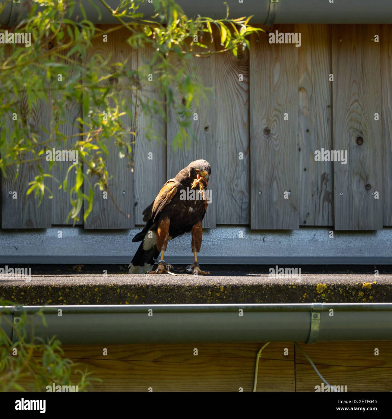 Red Kite eating on the roof Stock Photo - Alamy