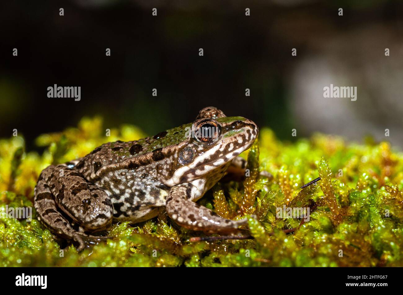 A green frog, Pelophylax perezi, in the ground Stock Photo - Alamy