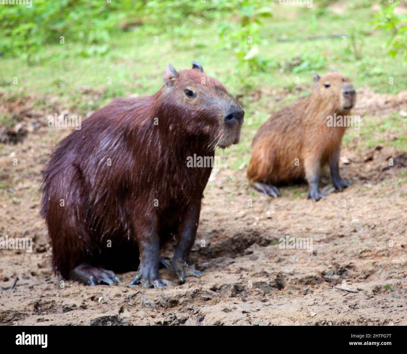 Closeup portrait of two Capybara (Hydrochoerus hydrochaeris) sitting ...
