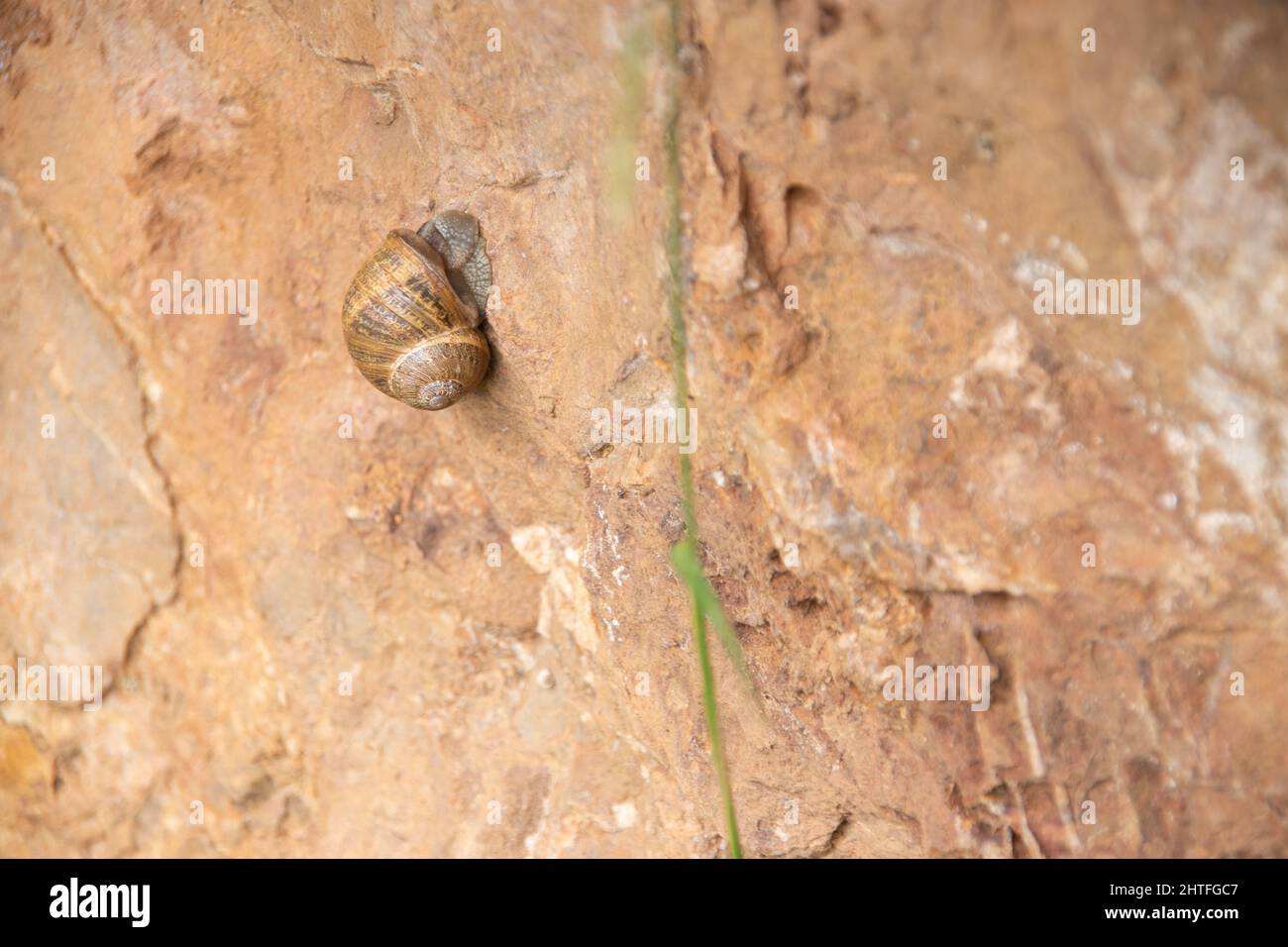 Closeup of a cute tiny snail struggling to climb up a big brown boulder ...