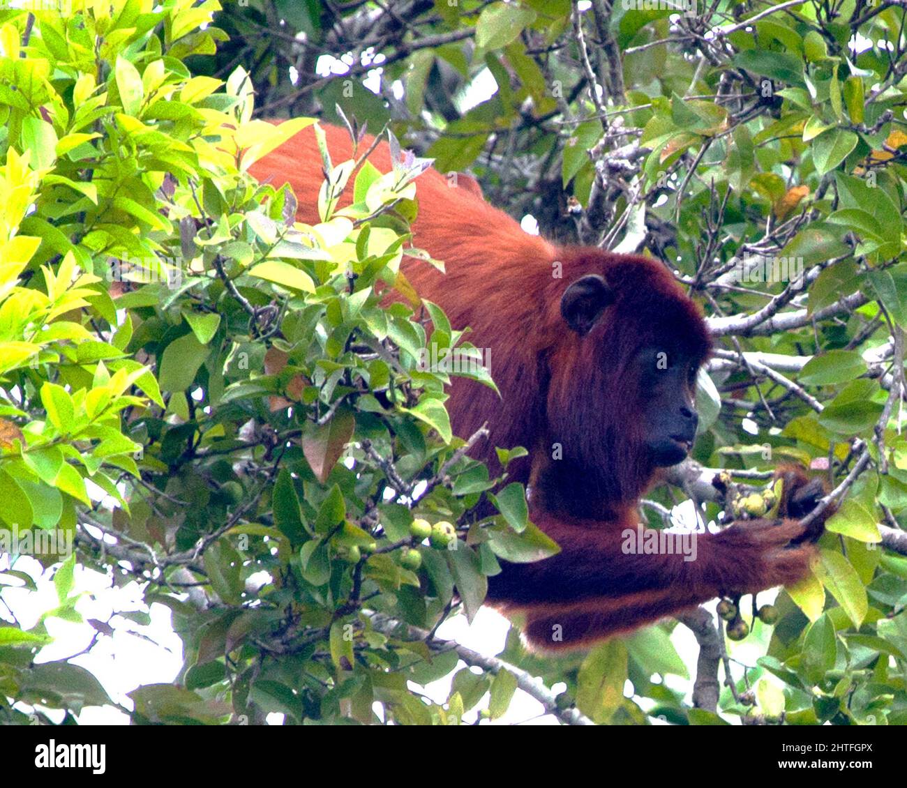 Closeup portrait of a Bolivian red howler monkey (Alouatta sara ...