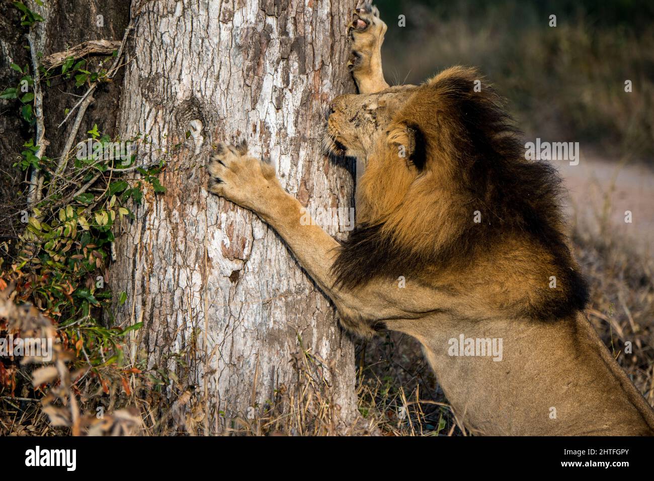 African Lion clawing tree to sharpen claws Stock Photo - Alamy