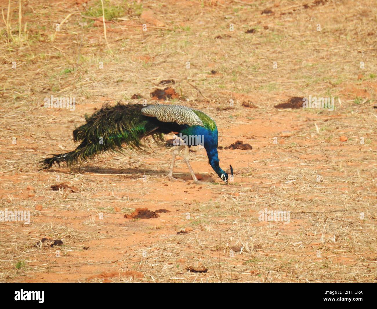 Indian Peacock eating food in an empty farm field Stock Photo - Alamy