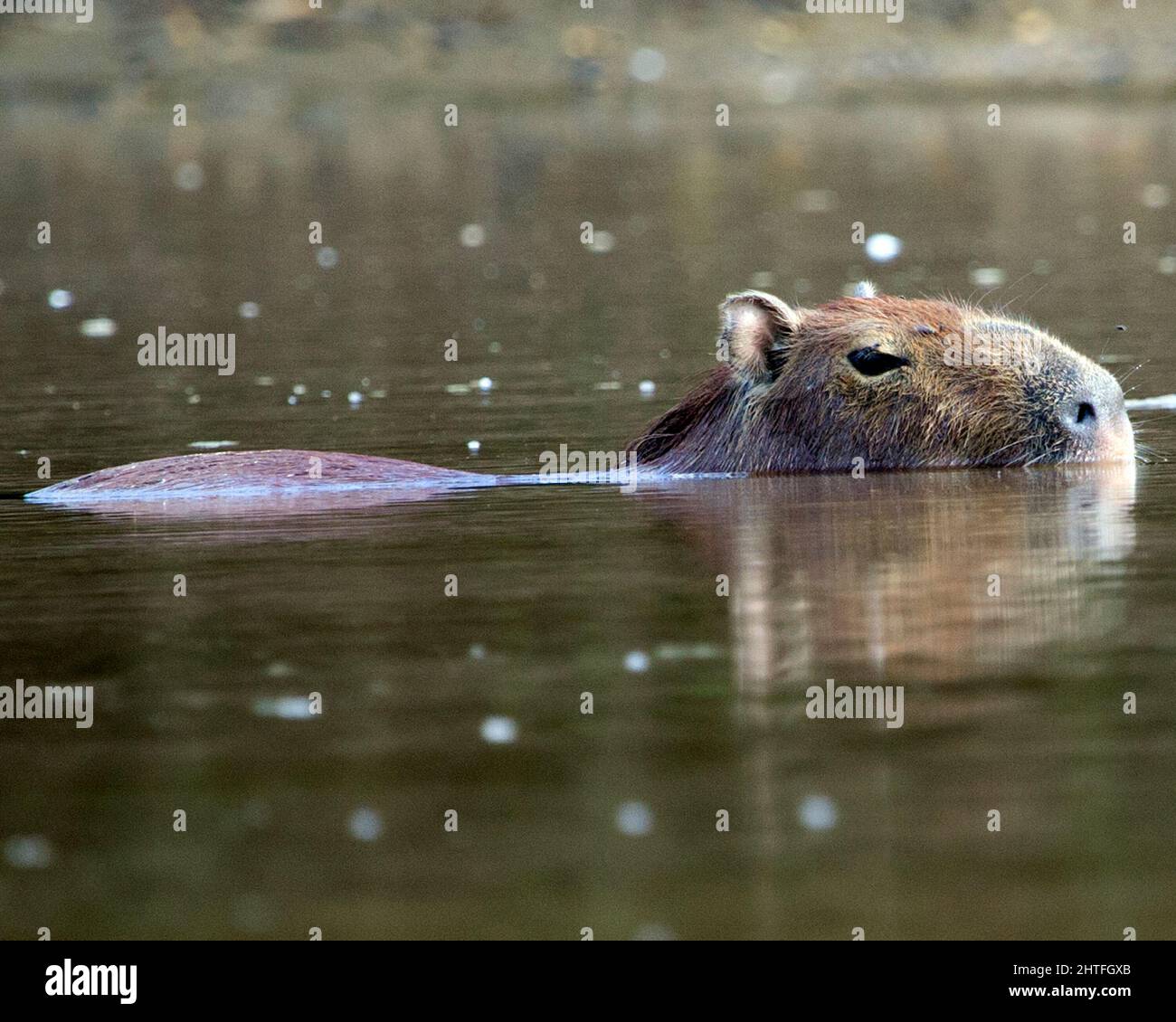 Half submerged in water hi-res stock photography and images - Alamy