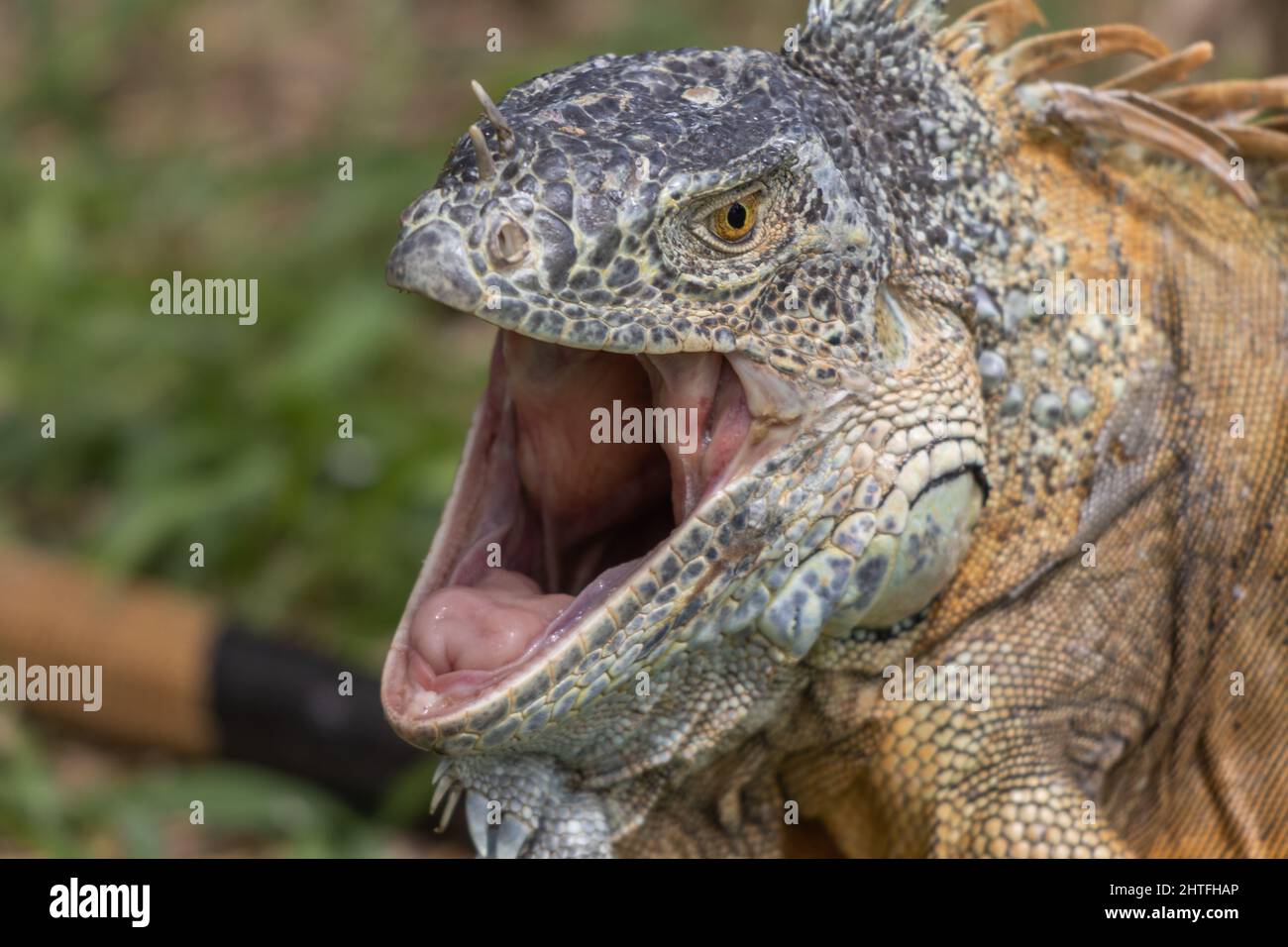 Lizard opening mouth hi-res stock photography and images - Alamy