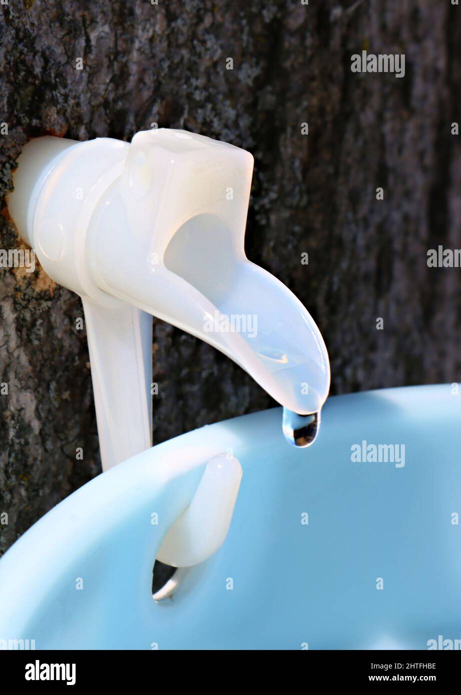 Drop of clear Maple sap ready to drip in pail Stock Photo - Alamy