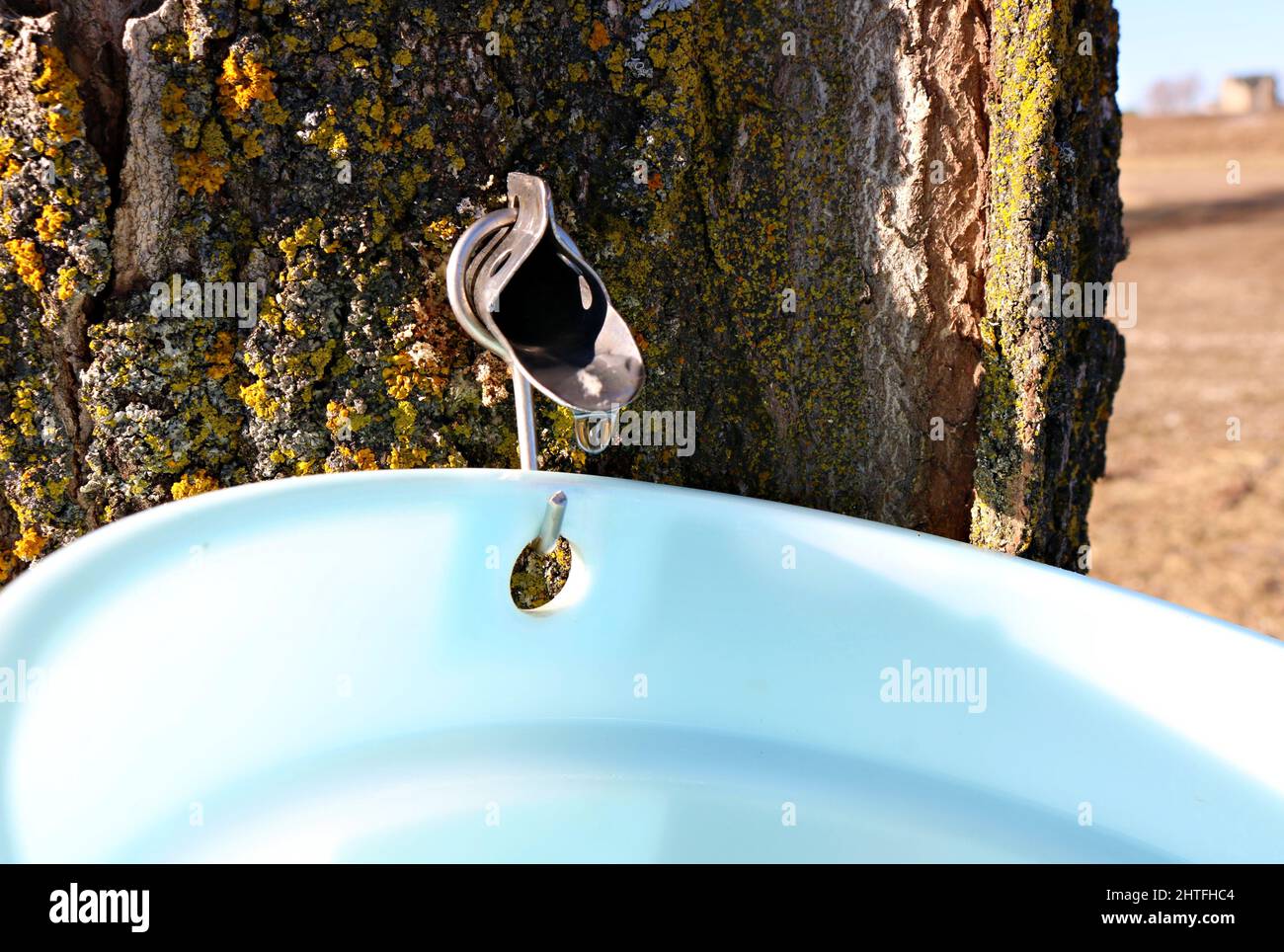 Maple sap dripping in to a pail on a sunny d Stock Photo - Alamy