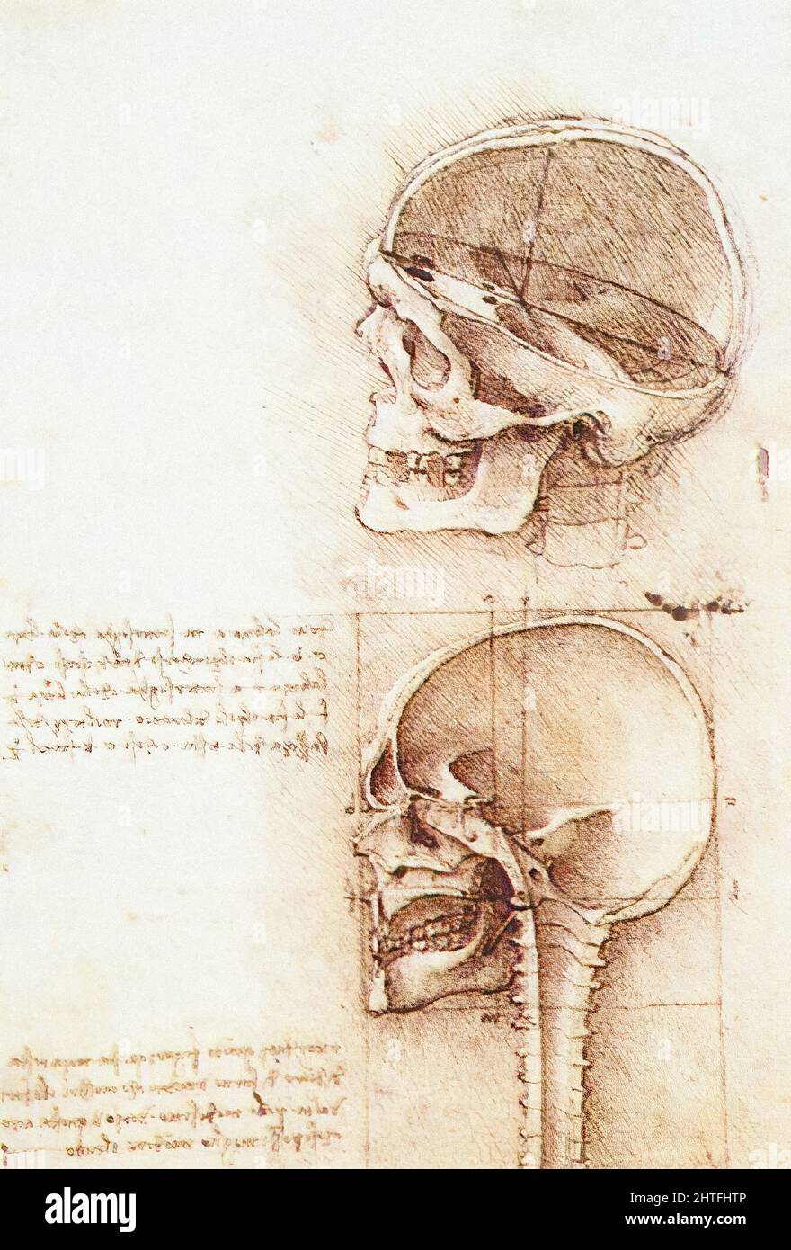 Leonardo Da Vinci - Studies Human Skull 1489 Stock Photo - Alamy