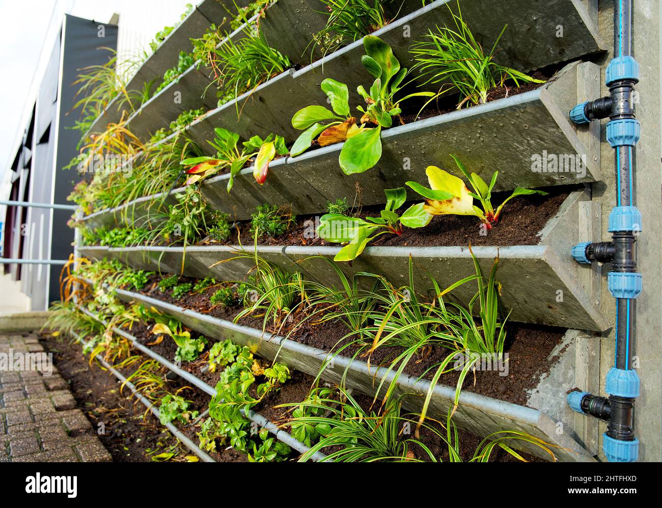 Irrigation system for watering a vertical green wall garden on behalf ...