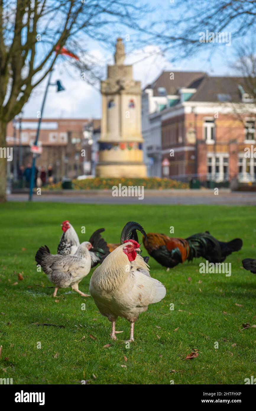 White rooster on a blurred background of city park Valkenberg in dutch ...