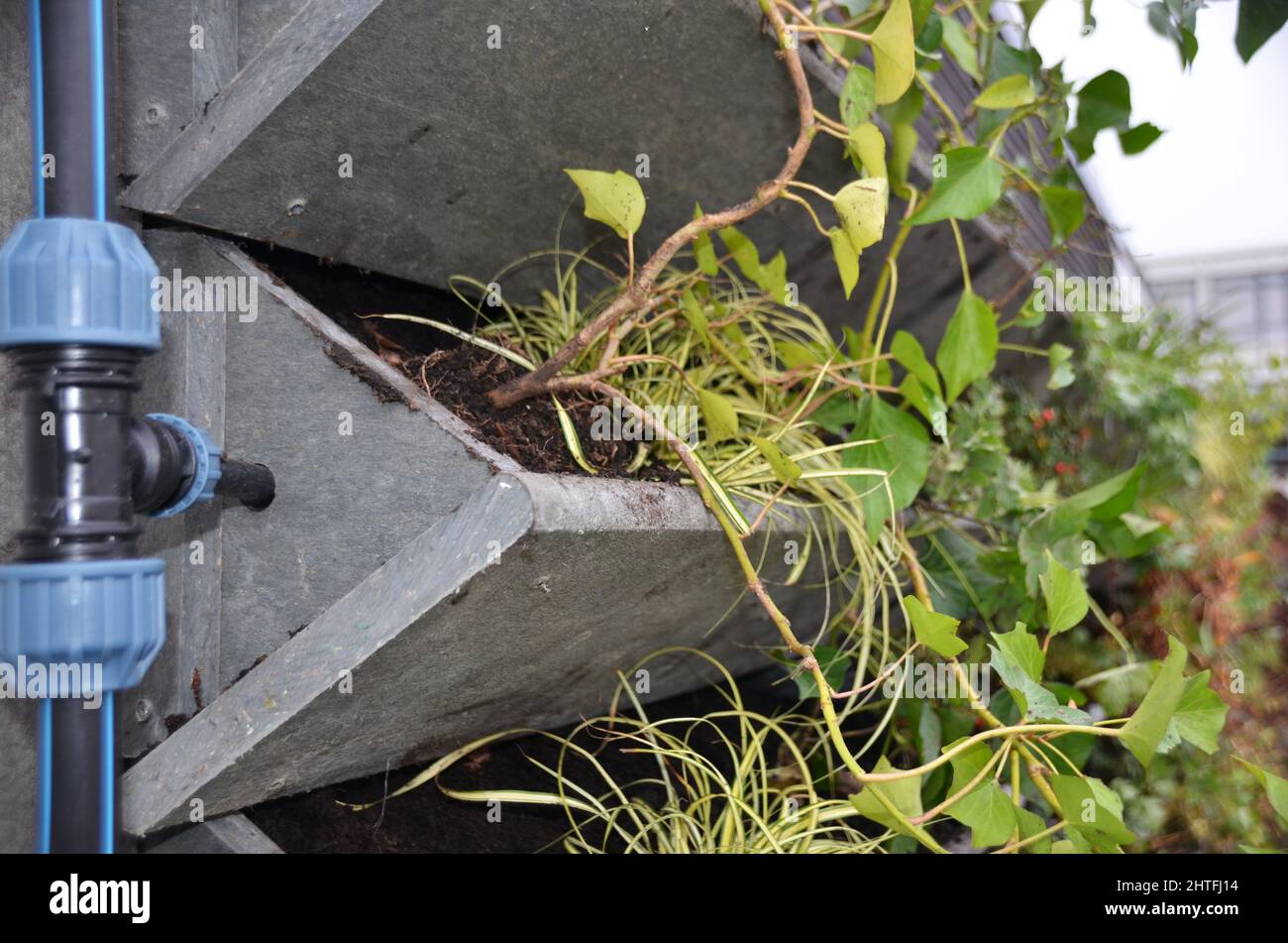 Irrigation system for watering a vertical green wall garden on behalf ...