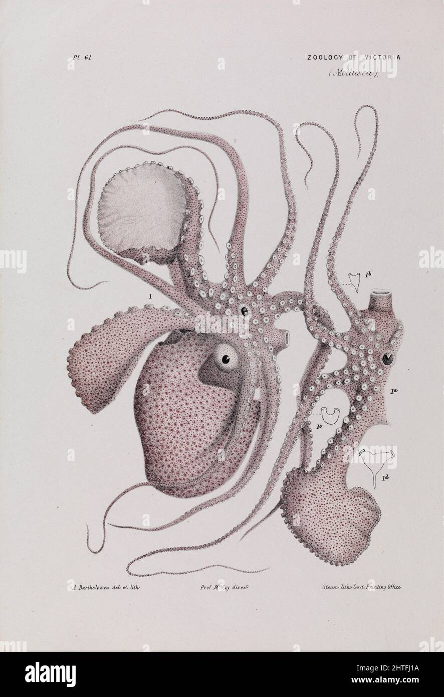 Arthur bartholomew paper nautilus hi-res stock photography and images ...