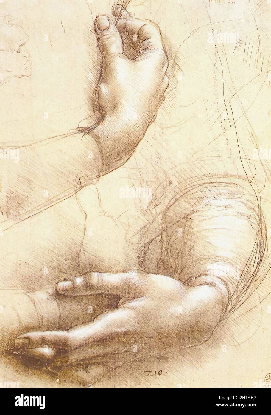 Leonardo Da Vinci - Study Hands 1474 Stock Photo - Alamy